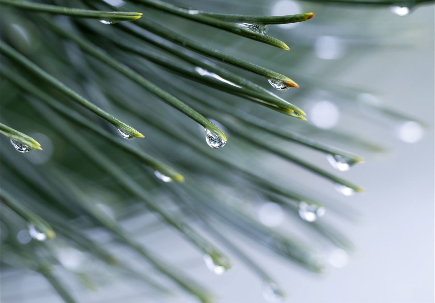 Progesterone and Prostate Health - Progesterone